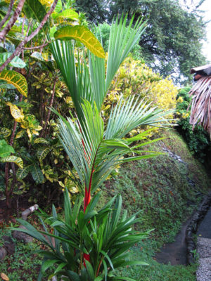 Red Lipstick Palm Tree (cyrtostachys renda) – Urban Palms