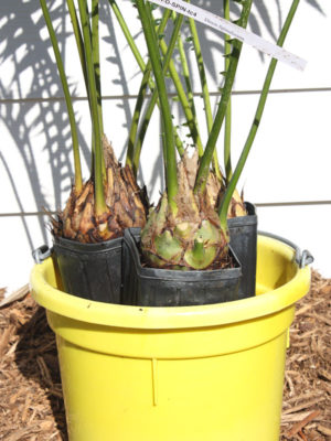 XL Giant Dioon Cycad (dioon spinulosum) – Urban Palms