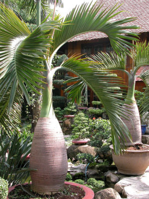4 Palm Tree Patio Container Mix – Urban Palms